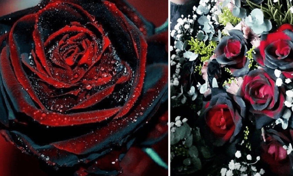 You Can Plant True Blood Rose Bushes That Give Off Dark and Gothic ...